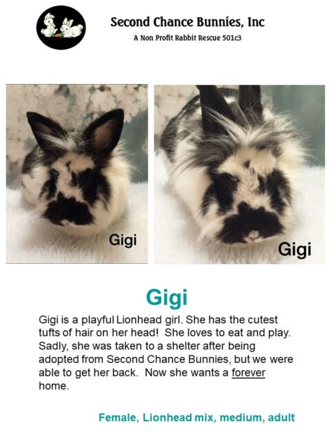 Gigi | Second Chance Bunnies